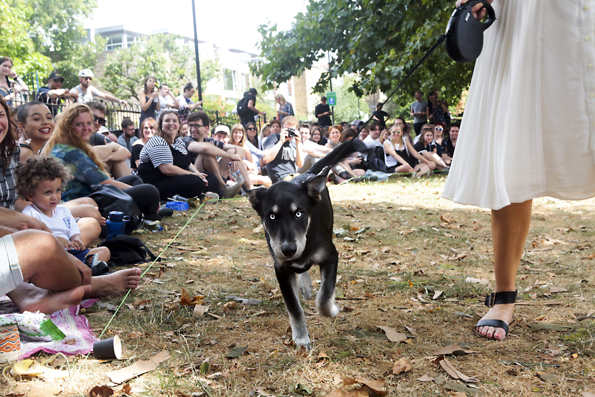 Visions Festival 2018 Where Dogs Dressed As Vladimir Putin And Paint